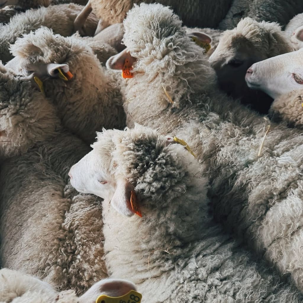 Every Fibre - Wild and Woolly